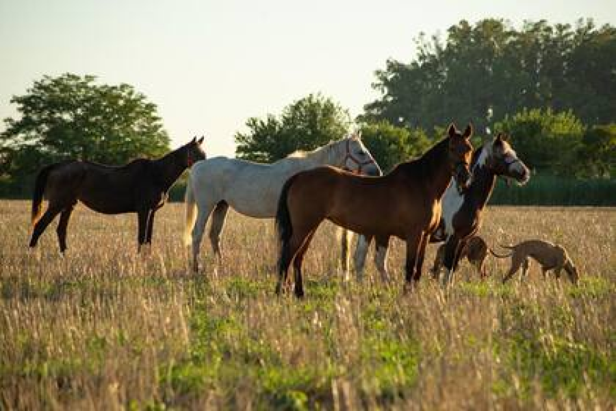 Alerta: detectan extraños cuadros neurológicos en caballos en el Norte ...